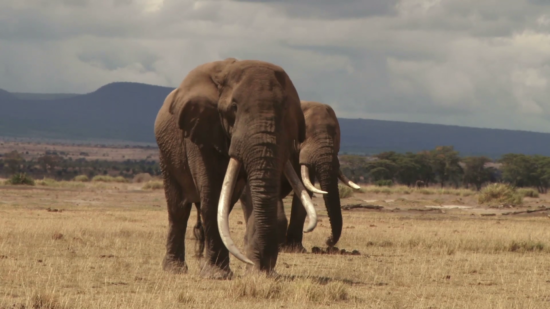 Perek Shira Video Series – Elephants – The Jewish Center for Science