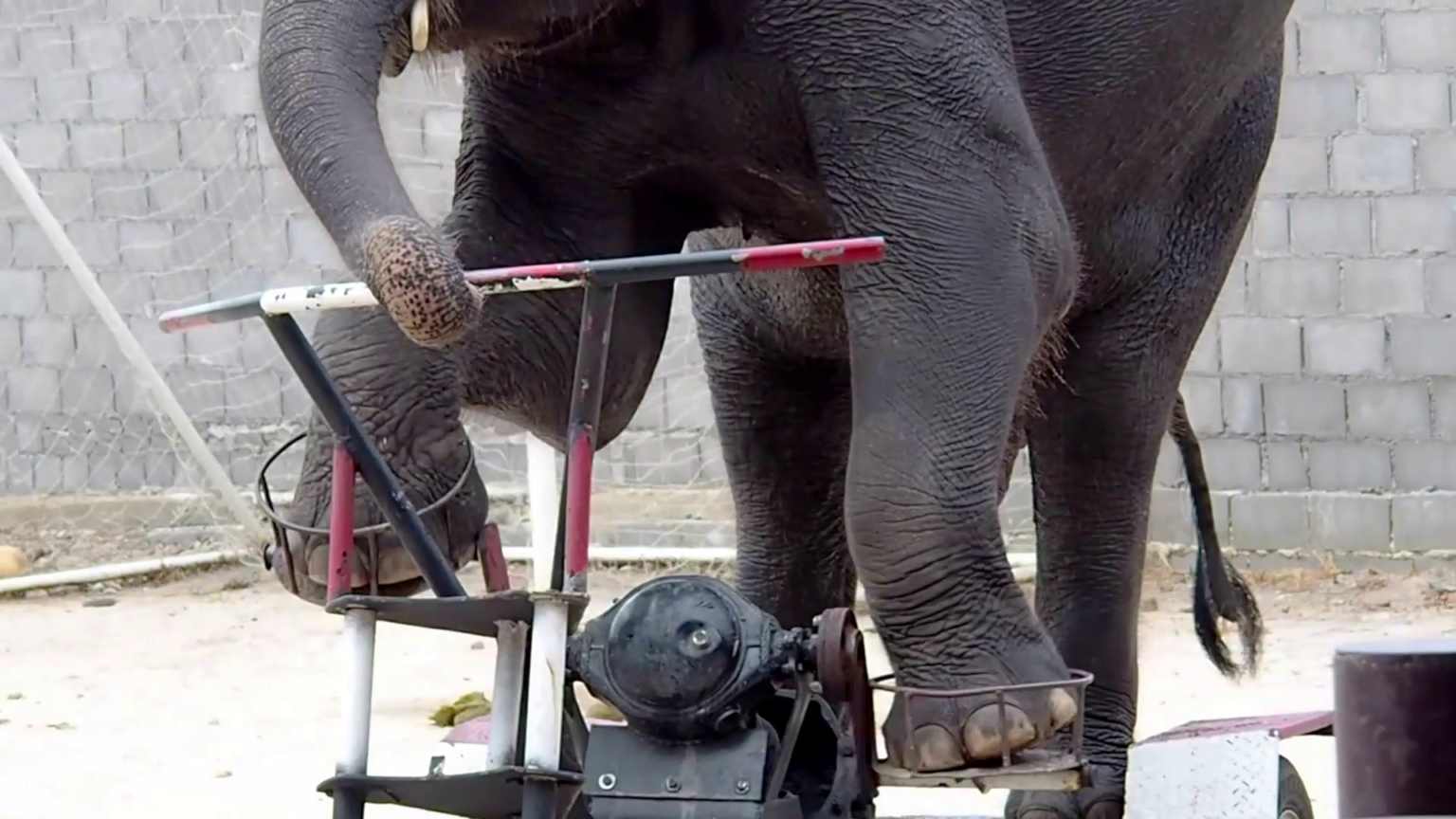 Perek Shira Video Series – Elephants – The Jewish Center for Science