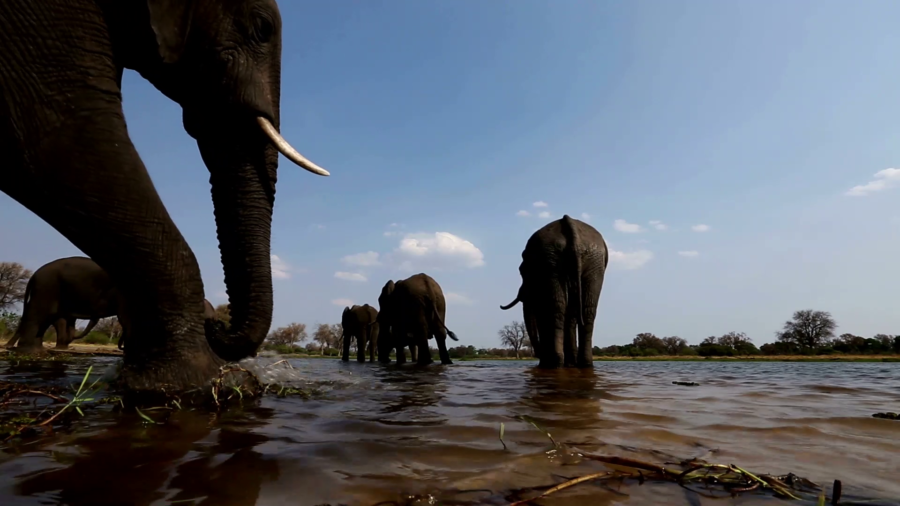 Perek Shira Video Series – Elephants – The Jewish Center for Science