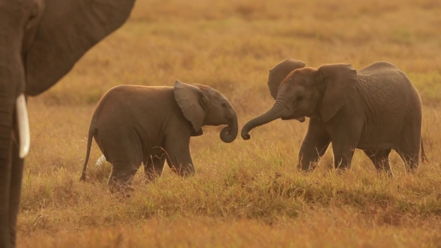 Perek Shira Video Series – Elephants – The Jewish Center for Science