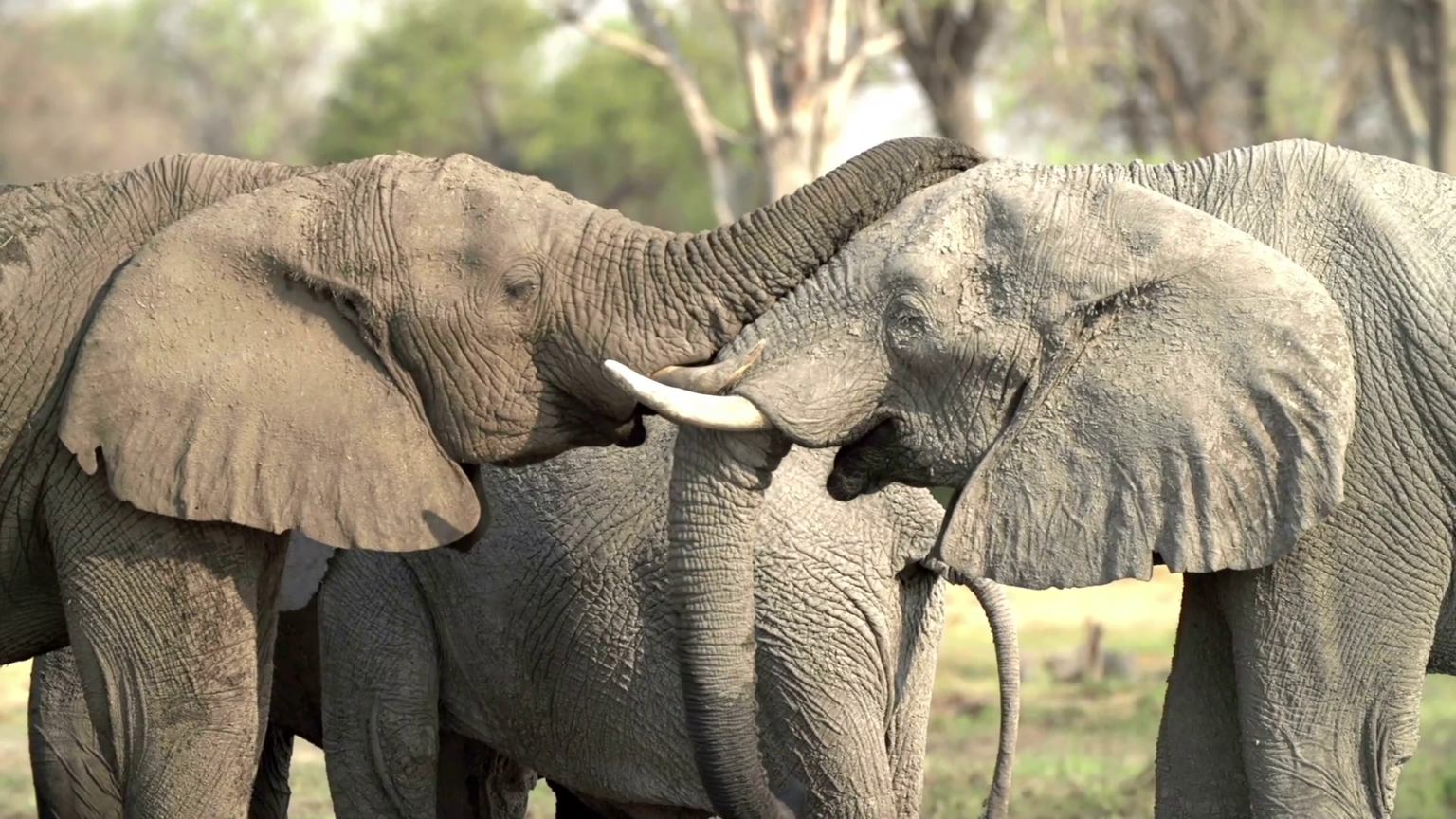 Perek Shira Video Series – Elephants – The Jewish Center for Science