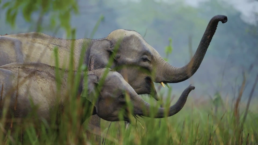 Perek Shira Video Series – Elephants – The Jewish Center for Science