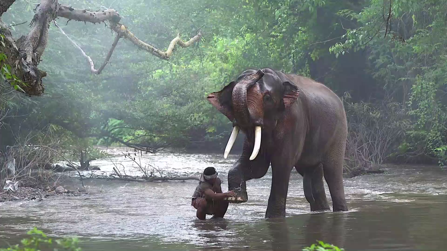 Perek Shira Video Series – Elephants – The Jewish Center for Science