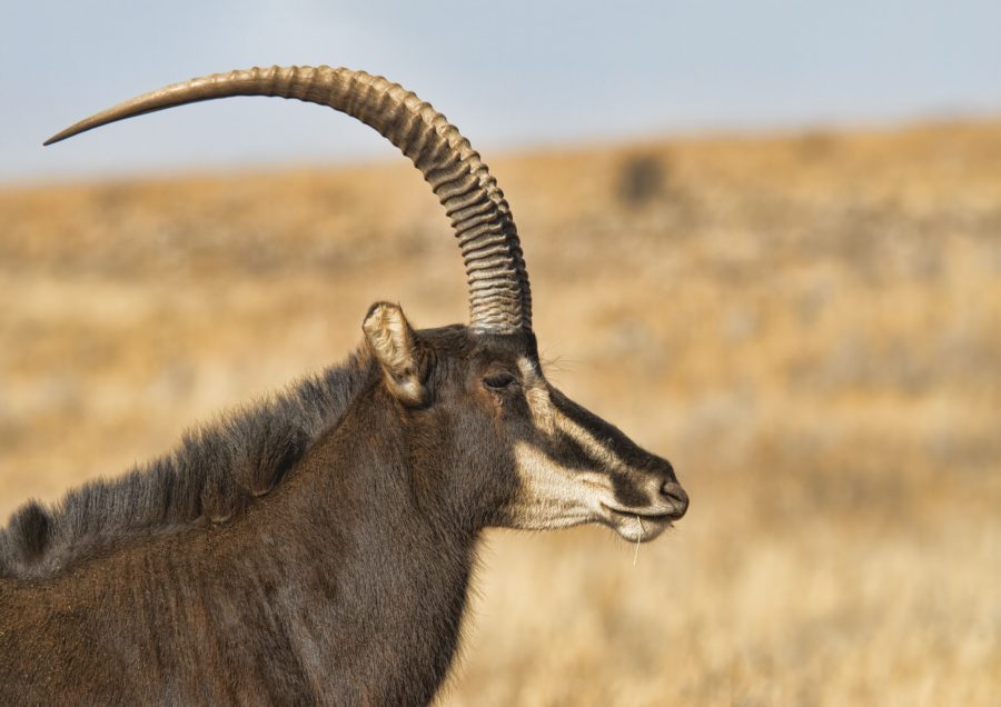 Perek Shira Video Series – Gazelles – The Jewish Center for Science