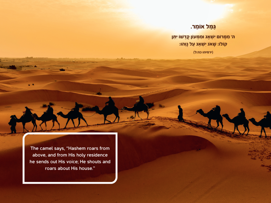 Perek Shira Camels Book – The Jewish Center for Science