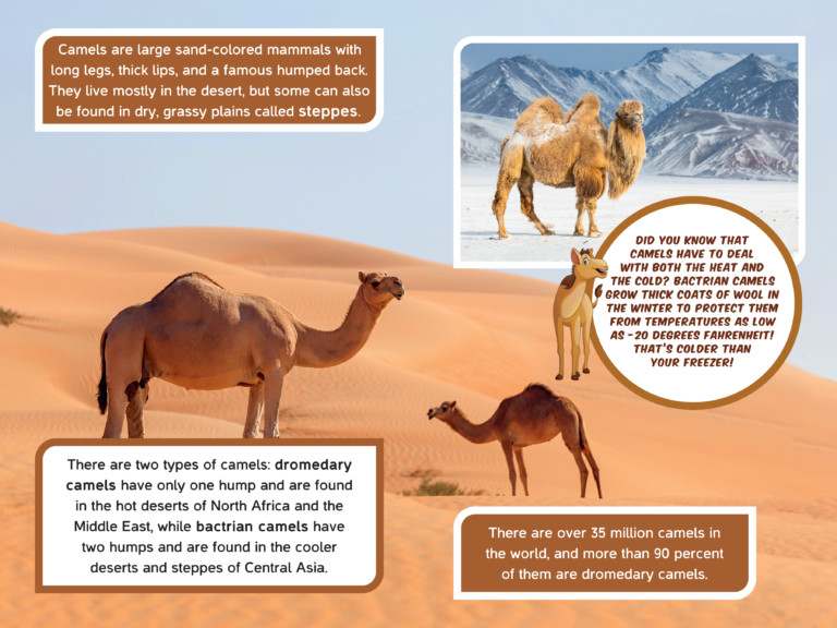Perek Shira Camels Book – The Jewish Center for Science