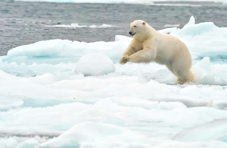 Perek Shira Video Series – Bears – The Jewish Center for Science