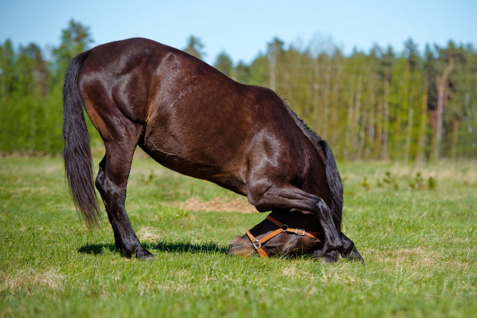 Perek Shira Video Series – Horses – The Jewish Center for Science