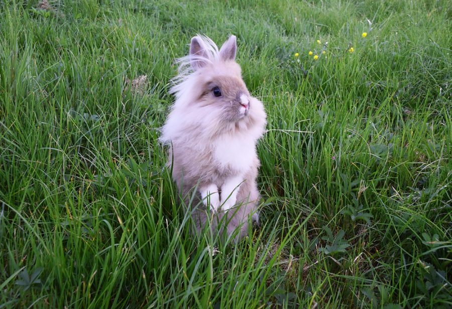 Perek Shira Video Series – Rabbits – The Jewish Center for Science