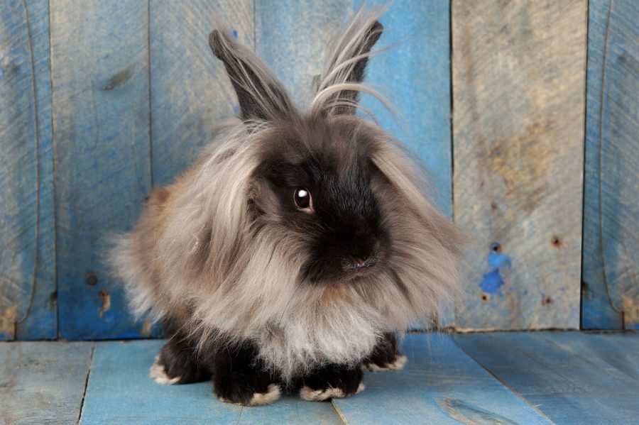 Perek Shira Video Series – Rabbits – The Jewish Center for Science