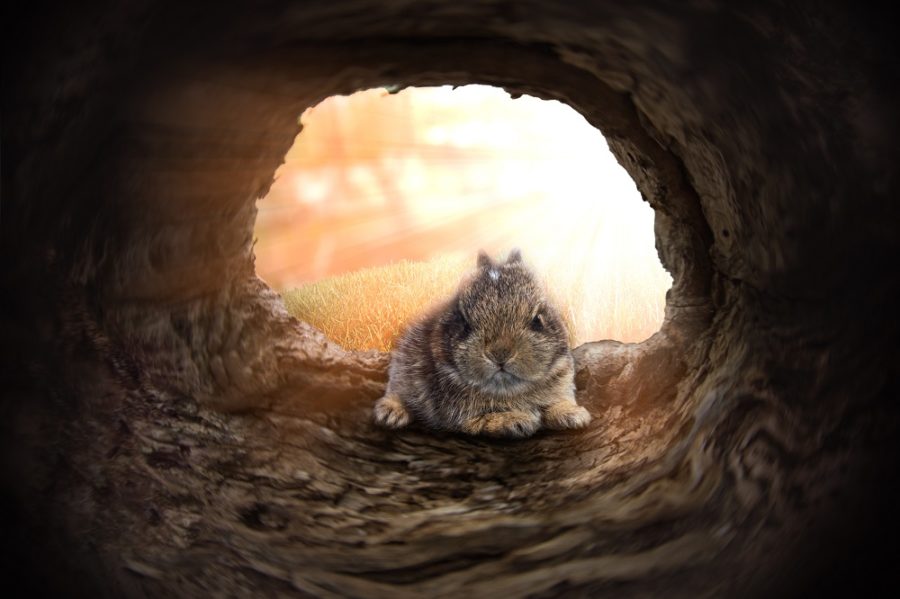 Perek Shira Video Series – Rabbits – The Jewish Center for Science