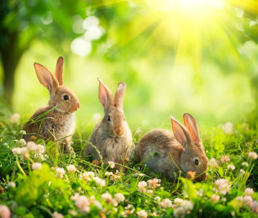 Perek Shira Video Series – Rabbits – The Jewish Center for Science