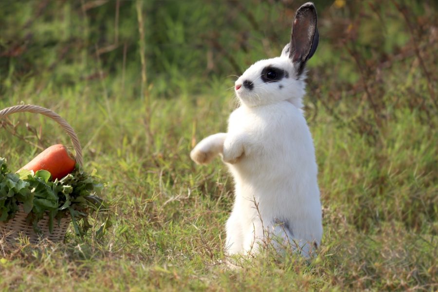 Perek Shira Video Series – Rabbits – The Jewish Center for Science