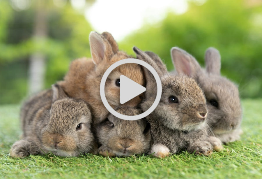 Perek Shira Video Series – Rabbits – The Jewish Center for Science