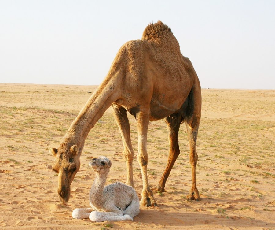 Perek Shira Video Series – Camels – The Jewish Center for Science