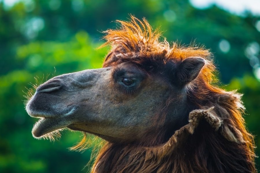 Perek Shira Video Series – Camels – The Jewish Center for Science