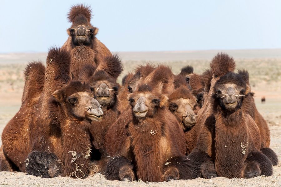 Perek Shira Video Series – Camels – The Jewish Center for Science