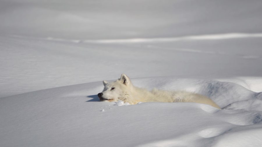 Perek Shira Video Series – Wolves – The Jewish Center for Science