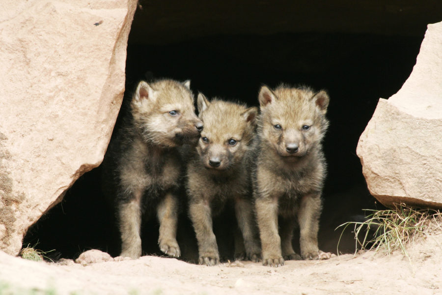 Perek Shira Video Series – Wolves – The Jewish Center for Science