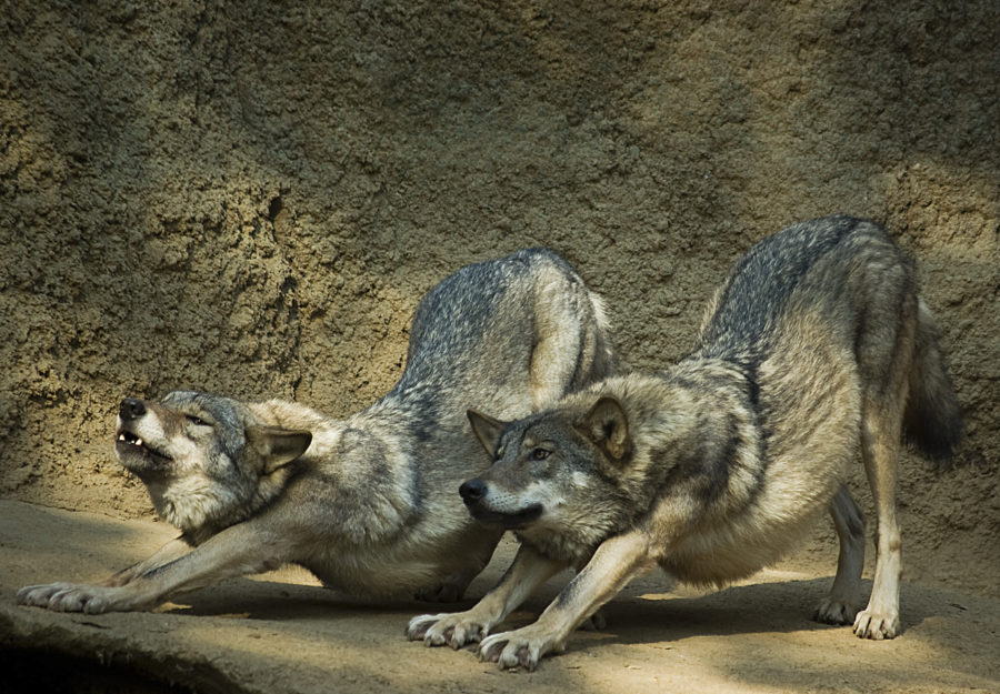 Perek Shira Video Series – Wolves – The Jewish Center for Science